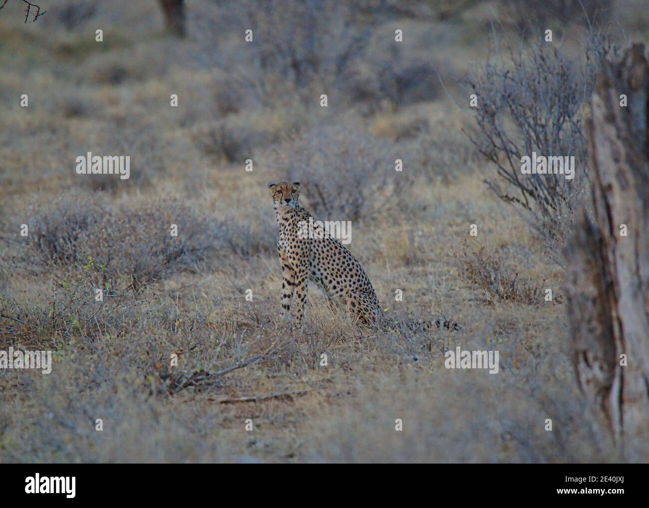 Cheetah fur pattern hi-res stock photography and images - Alamy