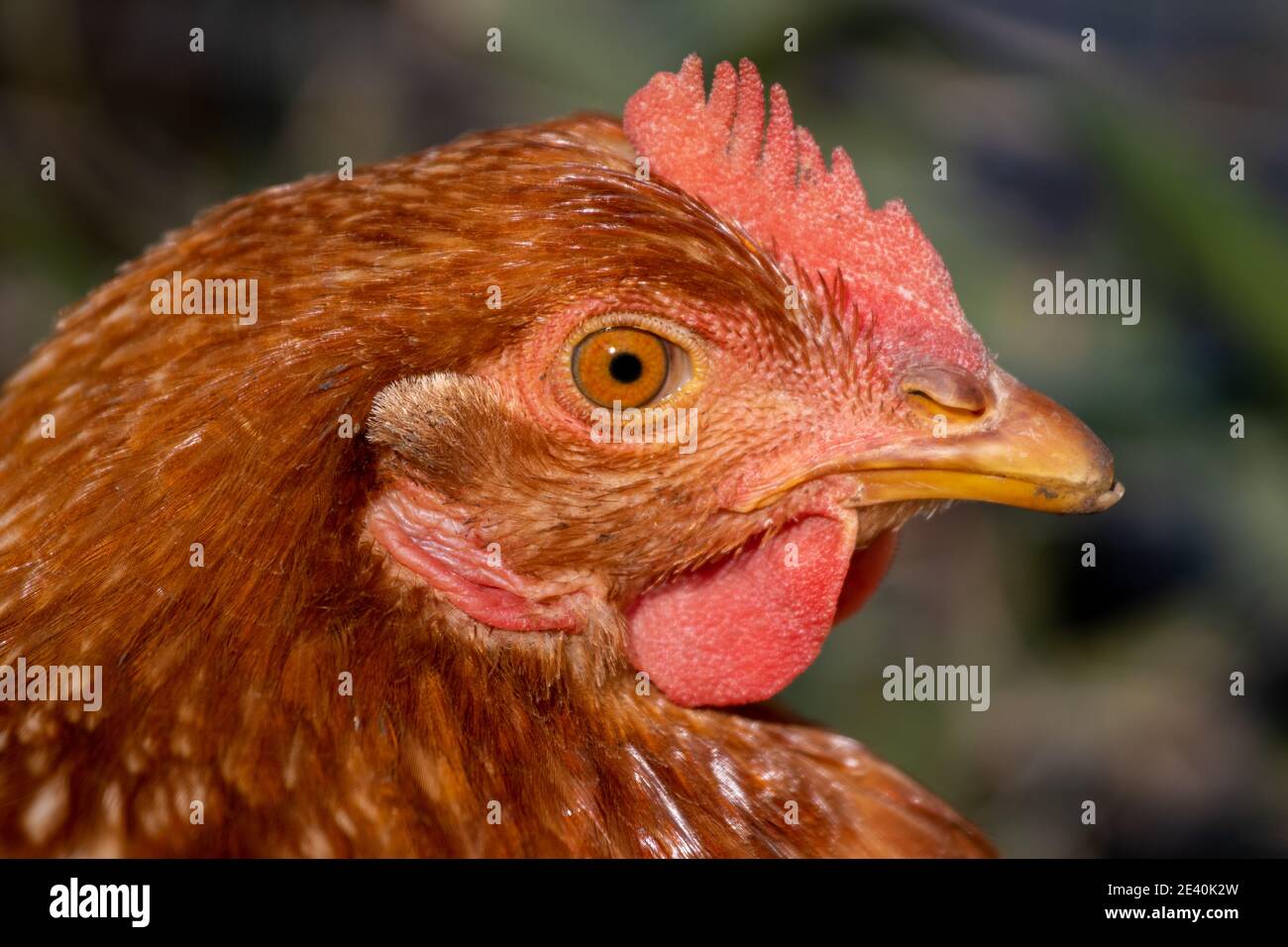 Bio chicken farm hi-res stock photography and images - Alamy