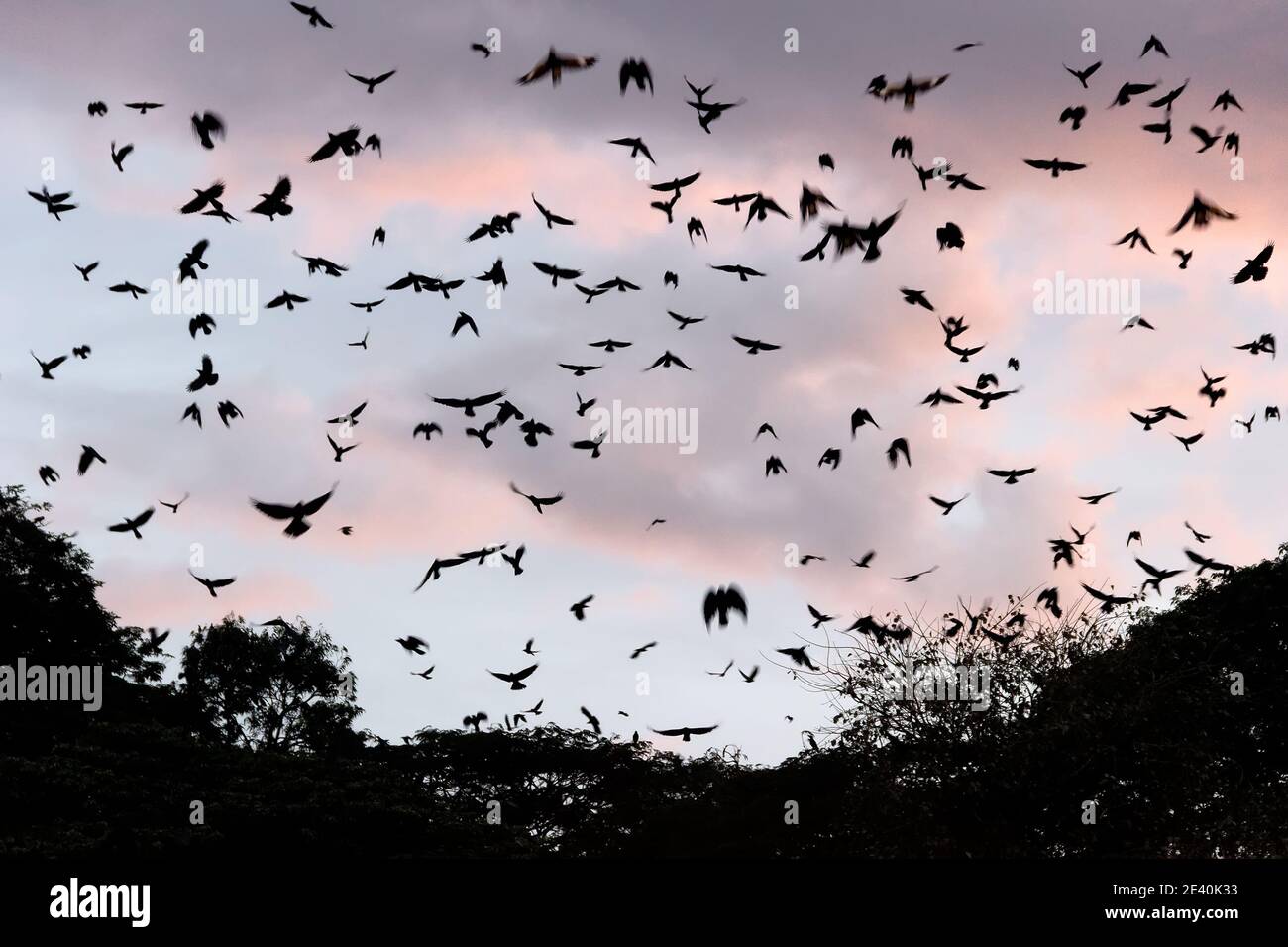 Huge number black crows fly hi-res stock photography and images - Alamy