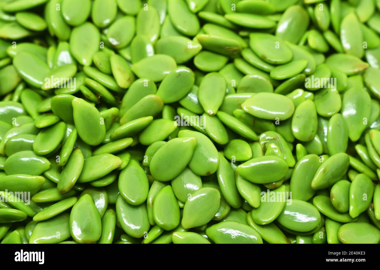 fresh acacia seed arranging on white background Stock Photo - Alamy