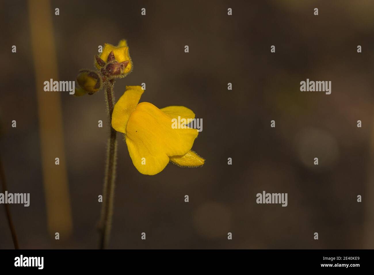 Corkscrew plant, genlisea hi-res stock photography and images - Alamy