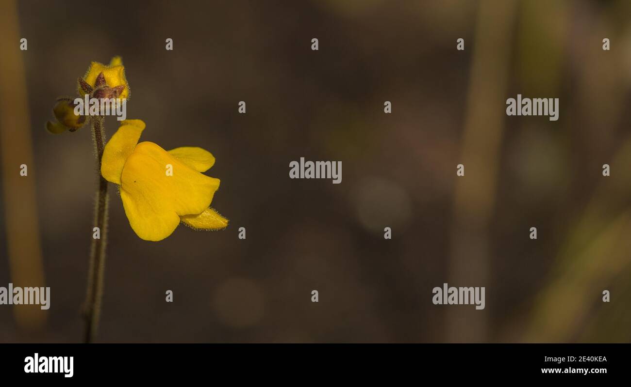 Genlisea aurea hi-res stock photography and images - Alamy