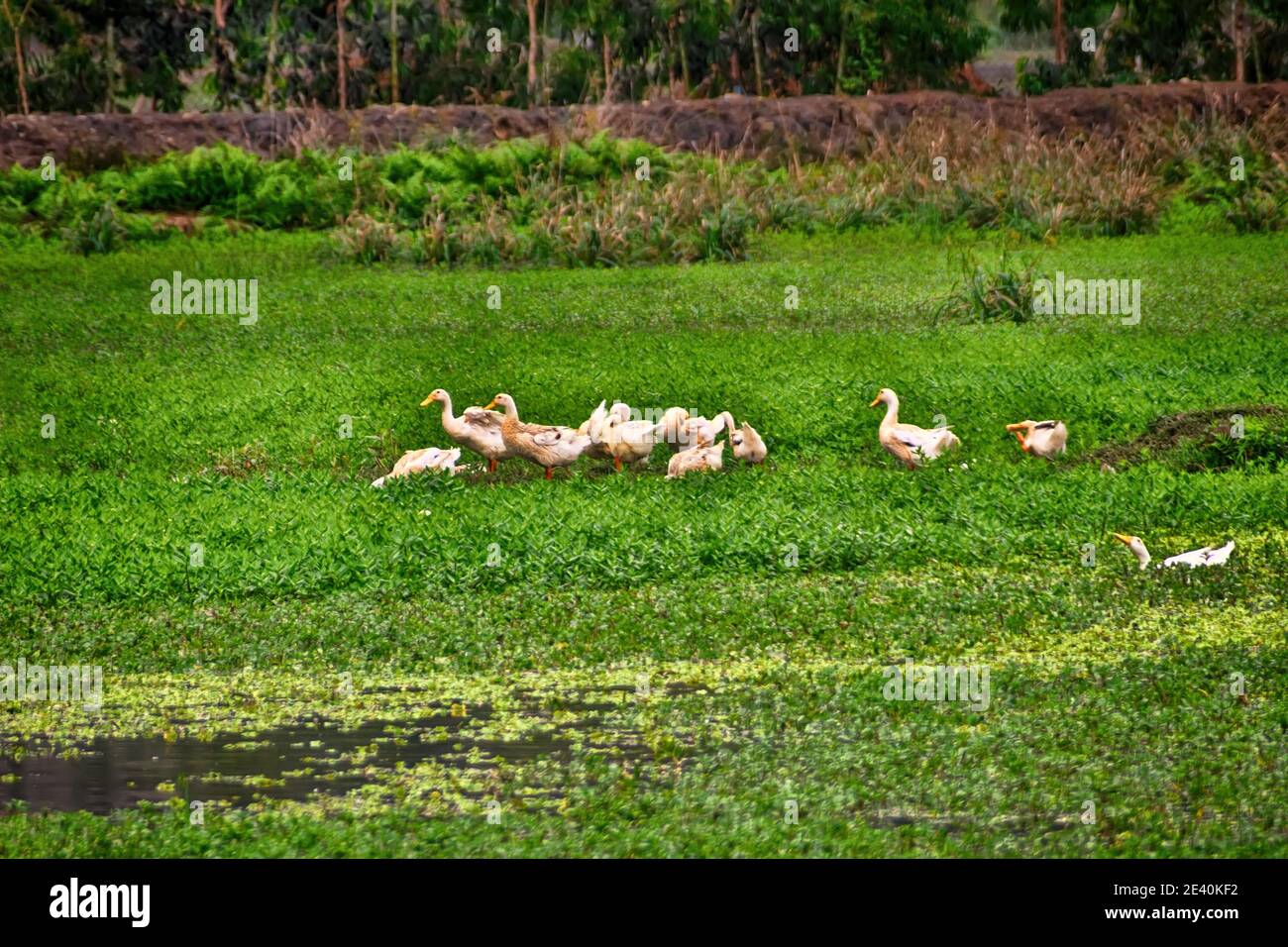 White Peking ducks in a bird yard overgrown with grass chickweed Stock ...