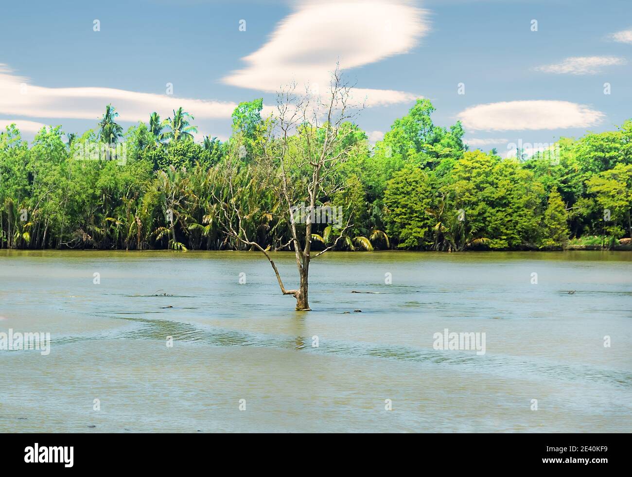 River estuary as a transition zone from rainforest to mangrove forests ...