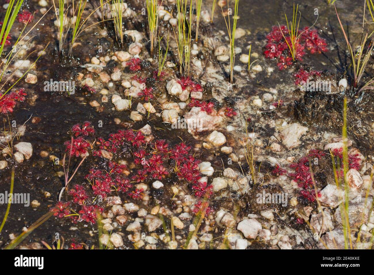 Cipo plant hi-res stock photography and images - Alamy