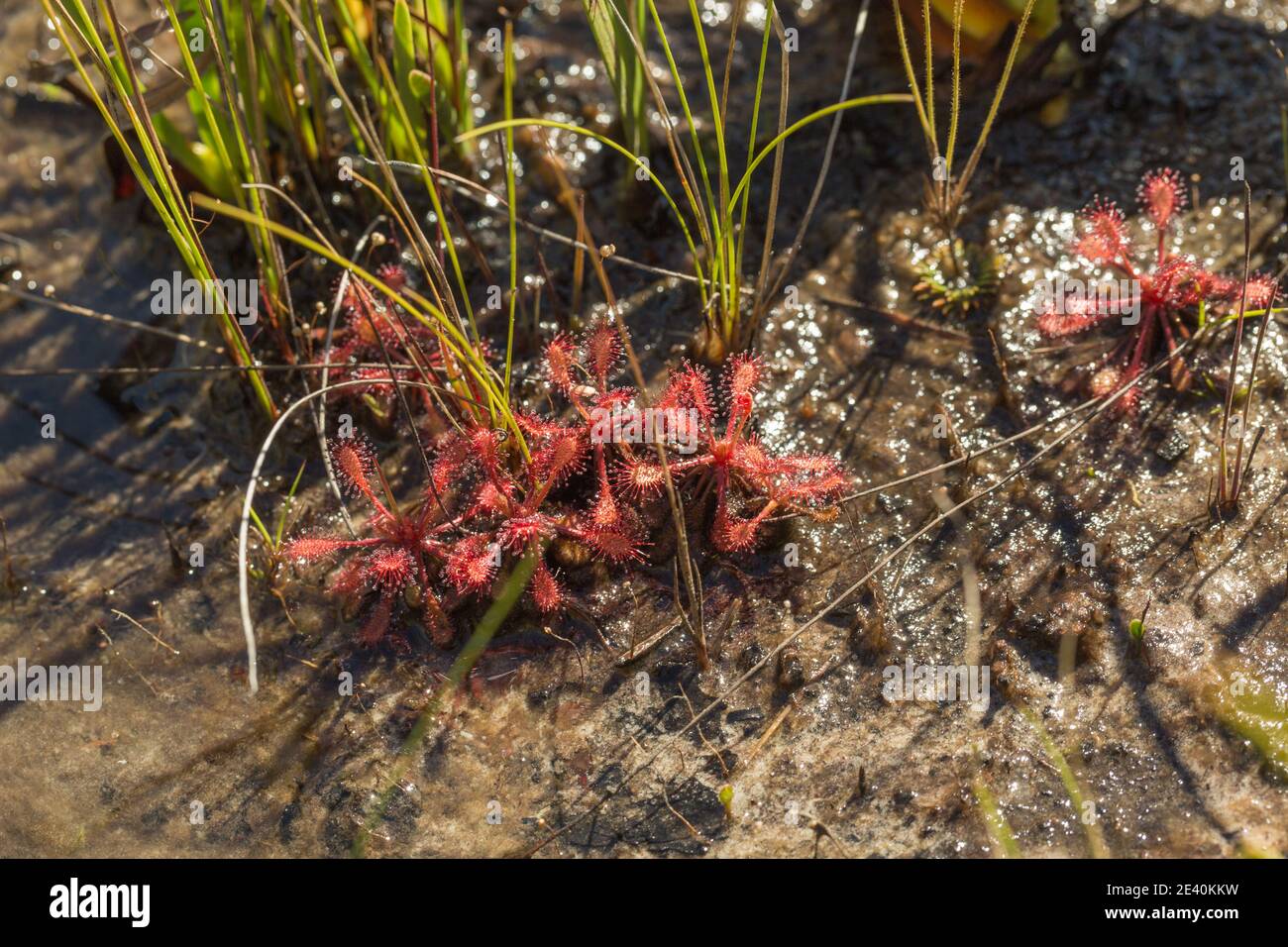 Drosera communis hi-res stock photography and images - Alamy