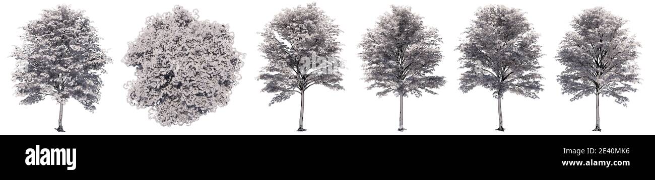 Set or collection of drawings of Maple trees isolated on white ...