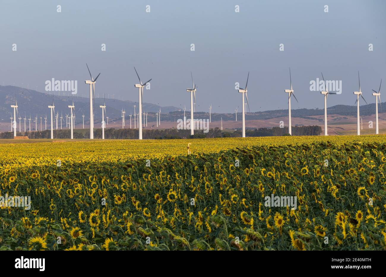 Sunflower field and wind turbines Stock Photo - Alamy