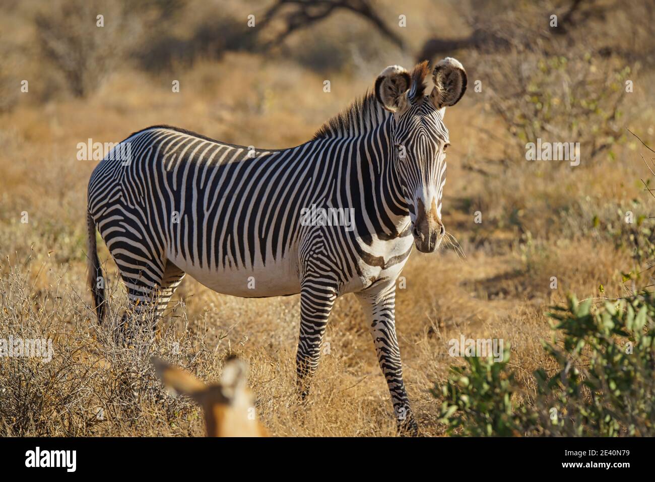 Zebra grassland grey sky hi-res stock photography and images - Alamy