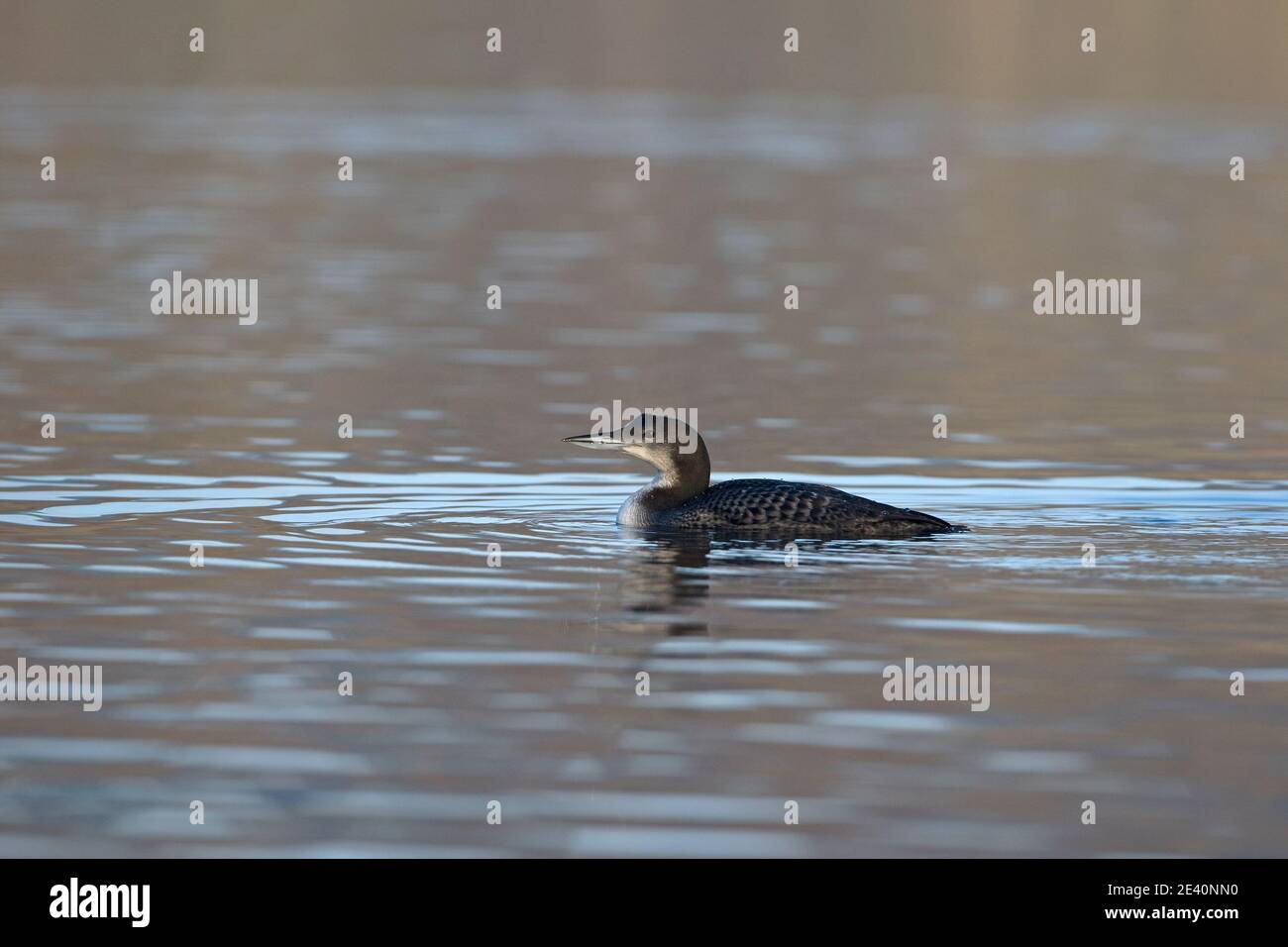 Great Northern Diver (Gavia imme Stock Photo - Alamy