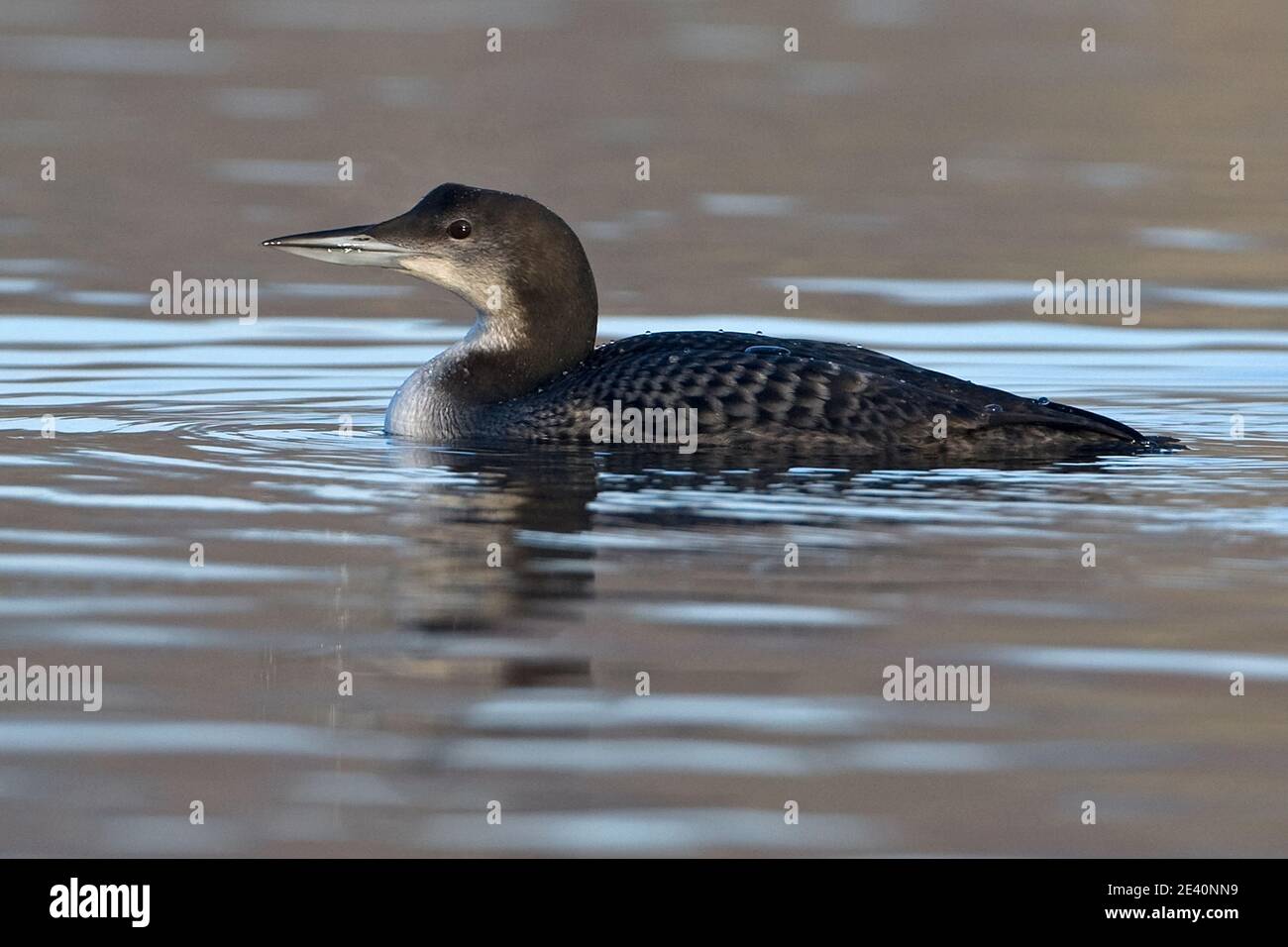 Great Northern Diver (Gavia imme Stock Photo - Alamy