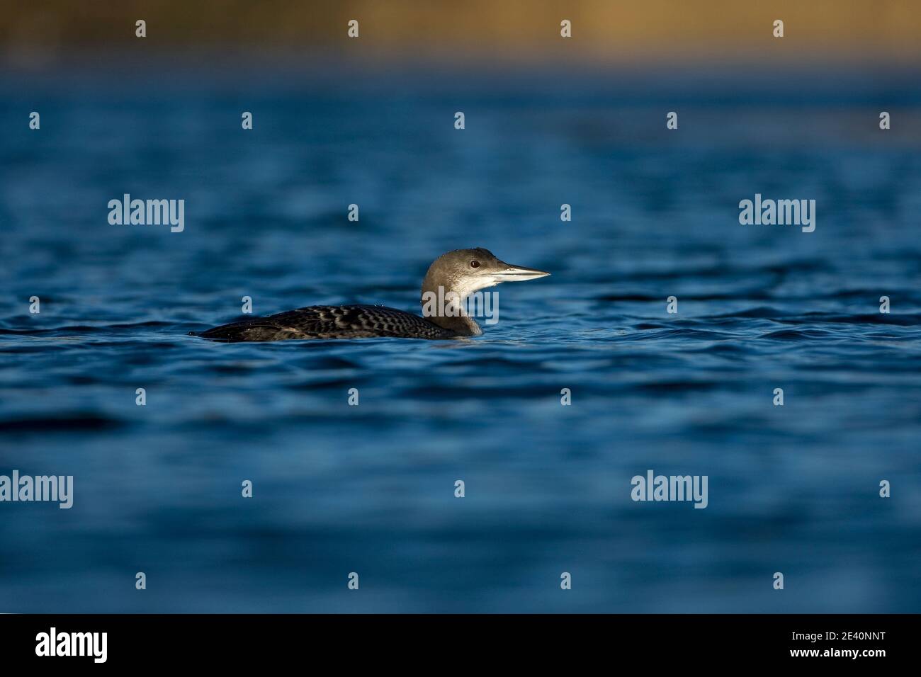 Great Northern Diver (Gavia imme Stock Photo - Alamy