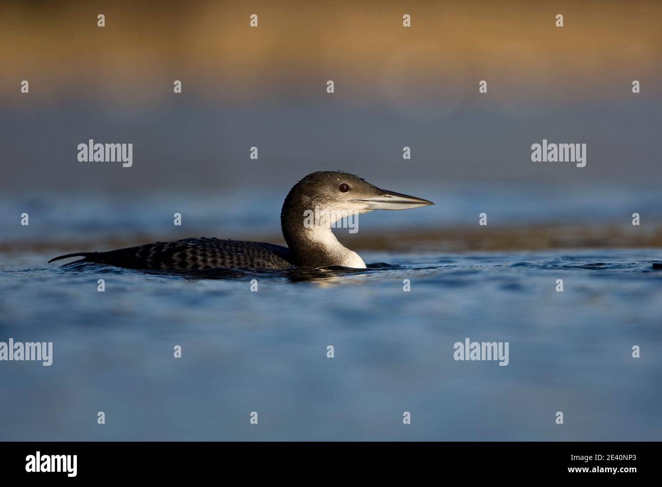 Great northern diver immature hi-res stock photography and images - Alamy