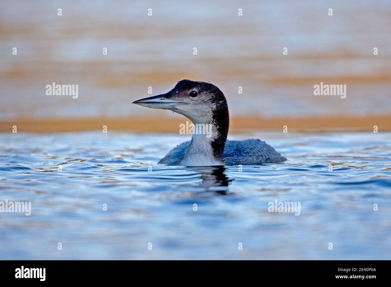 Great Northern Diver (Gavia imme Stock Photo - Alamy