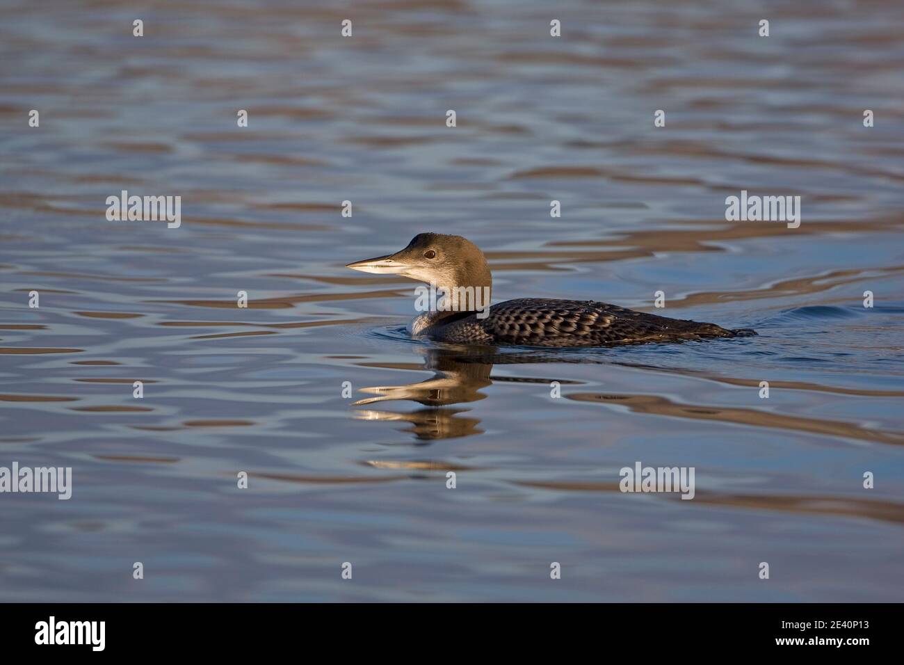 Great Northern Diver (Gavia imme Stock Photo - Alamy