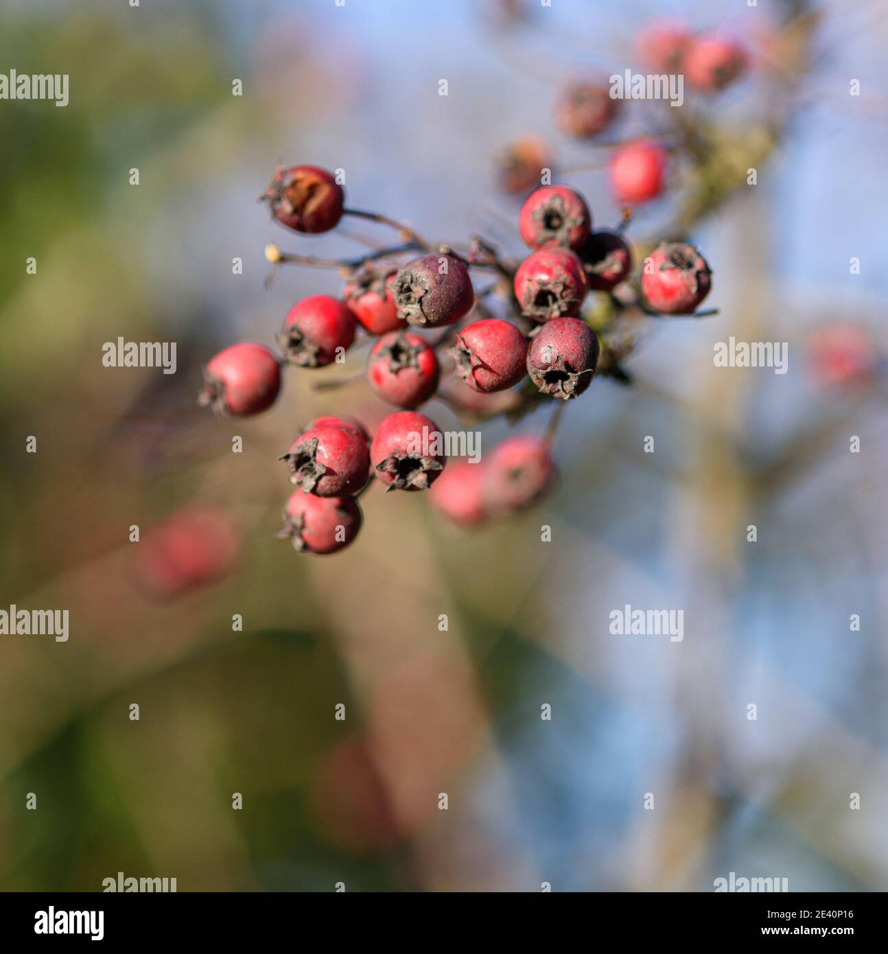 Hedgerow fruit hi-res stock photography and images - Alamy