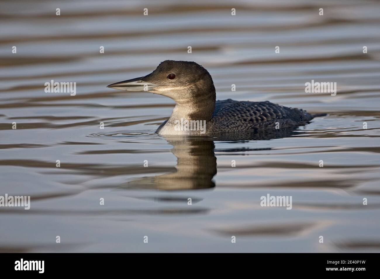 Great Northern Diver (Gavia imme Stock Photo - Alamy