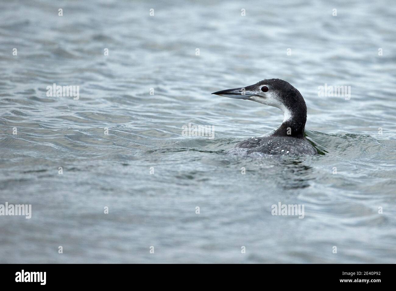 Great northern diver winter plumage hi-res stock photography and images ...