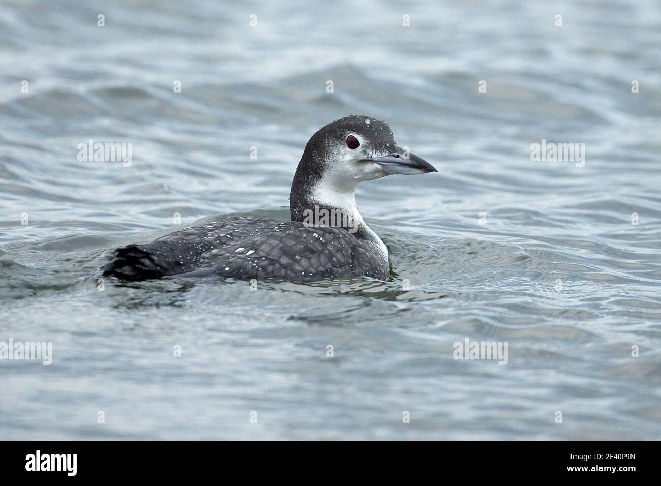 Great northern diver winter plumage hi-res stock photography and images ...