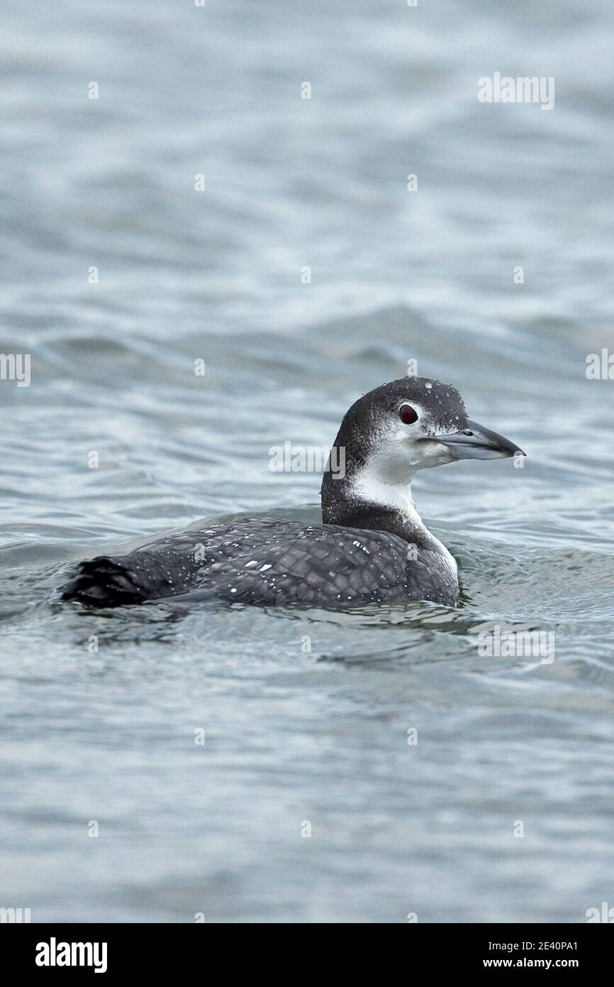 Great northern diver winter plumage hi-res stock photography and images ...
