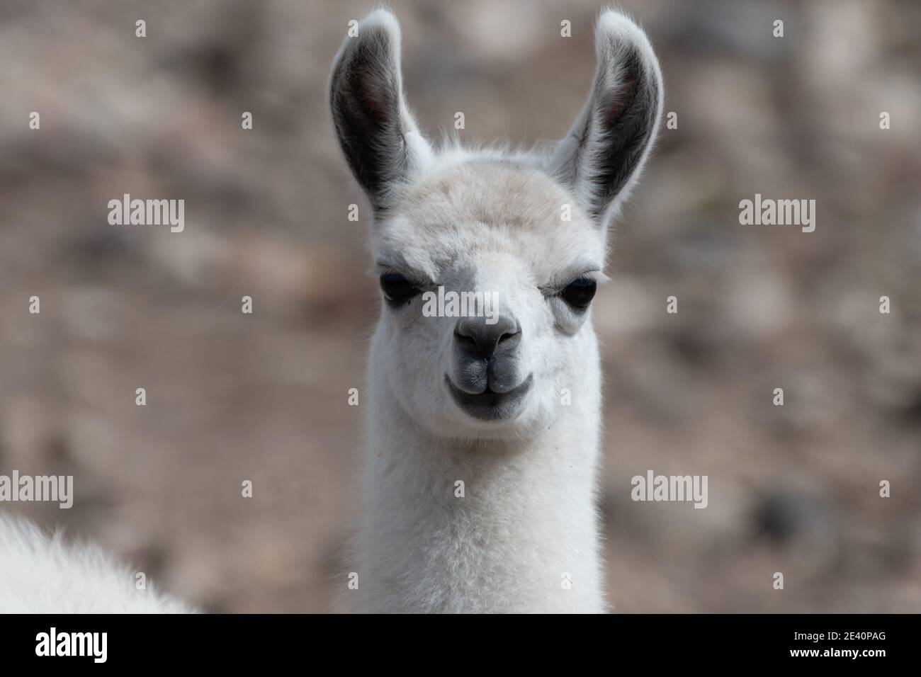 Cute white lama on a blurry background in its natural habitat Stock ...