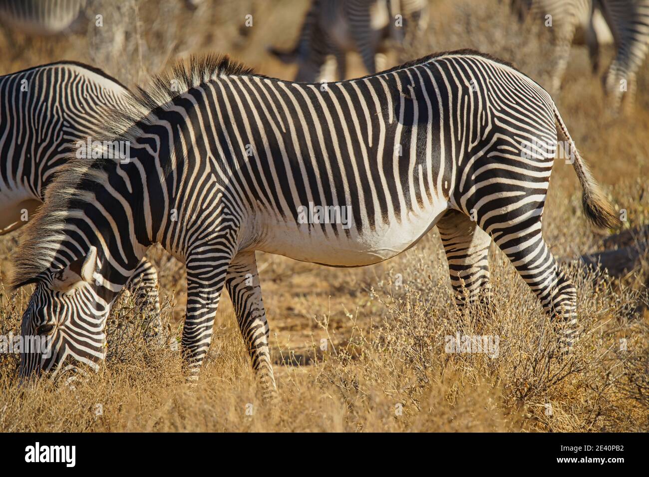 Bowed horse horse hi-res stock photography and images - Alamy