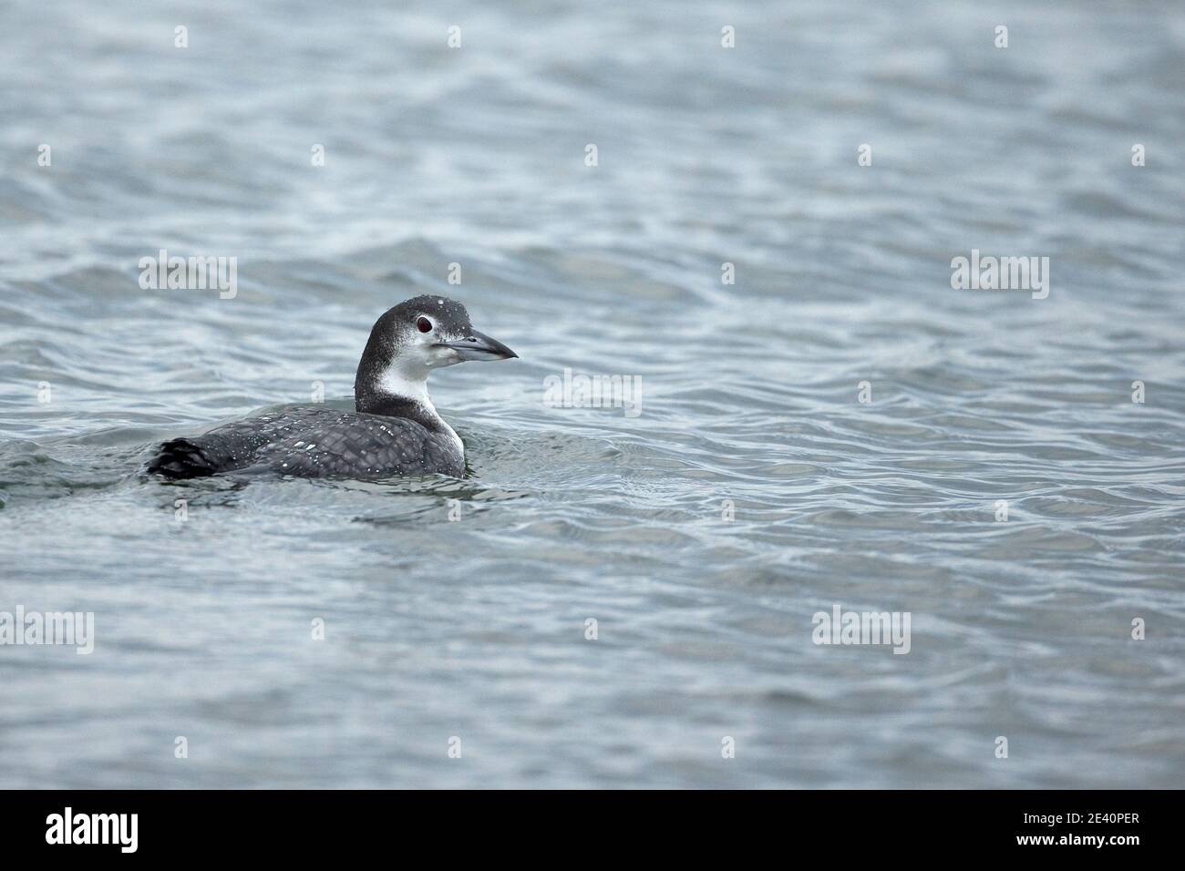 Great Northern Diver Uk High Resolution Stock Photography and Images ...