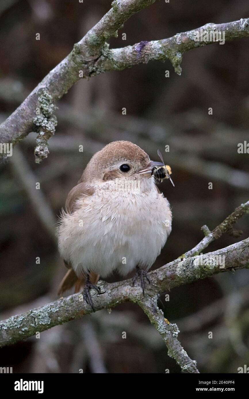 Isabelline Shrike Daurian or Turkestan (Lanius isabellinus isabellinus ...