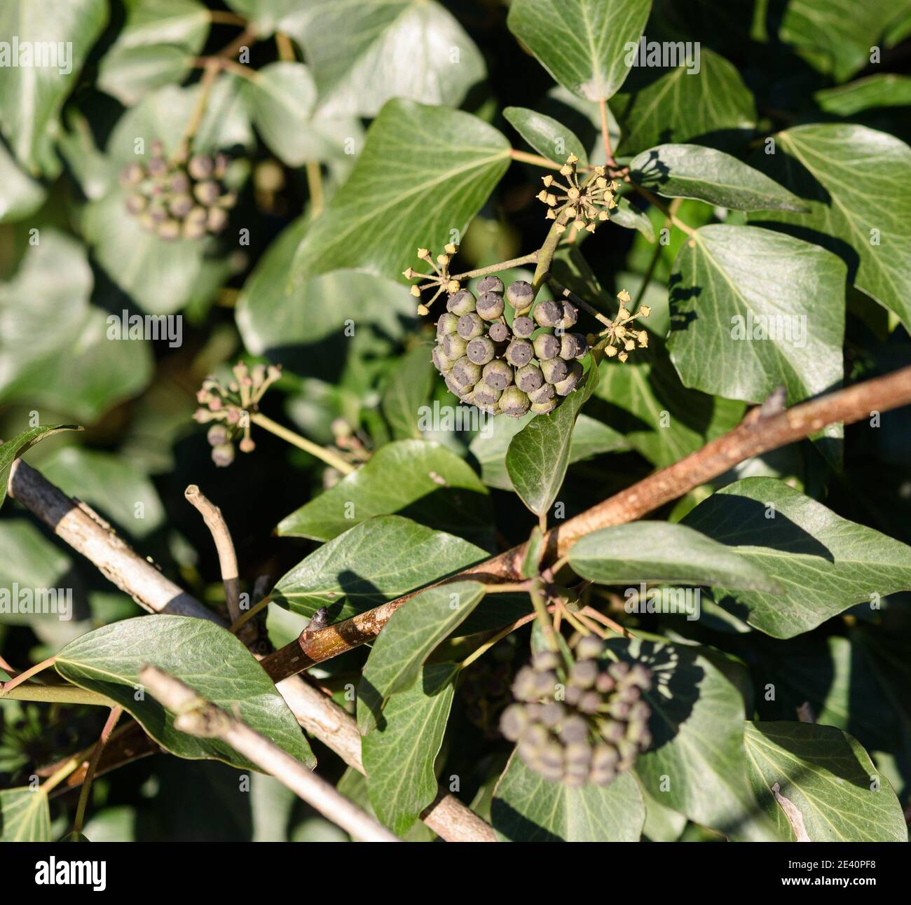 Ivy in fruit hi-res stock photography and images - Alamy