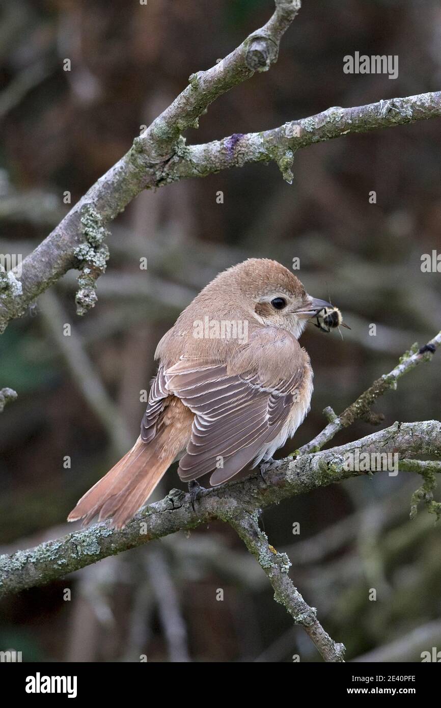 Isabelline Shrike Daurian or Turkestan (Lanius isabellinus isabellinus ...