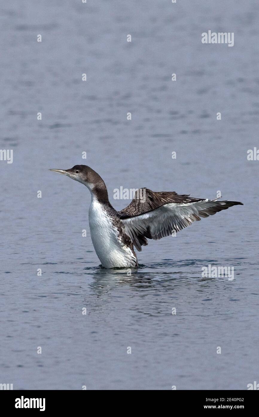 Great Northern Diver (Gavia imme Stock Photo - Alamy