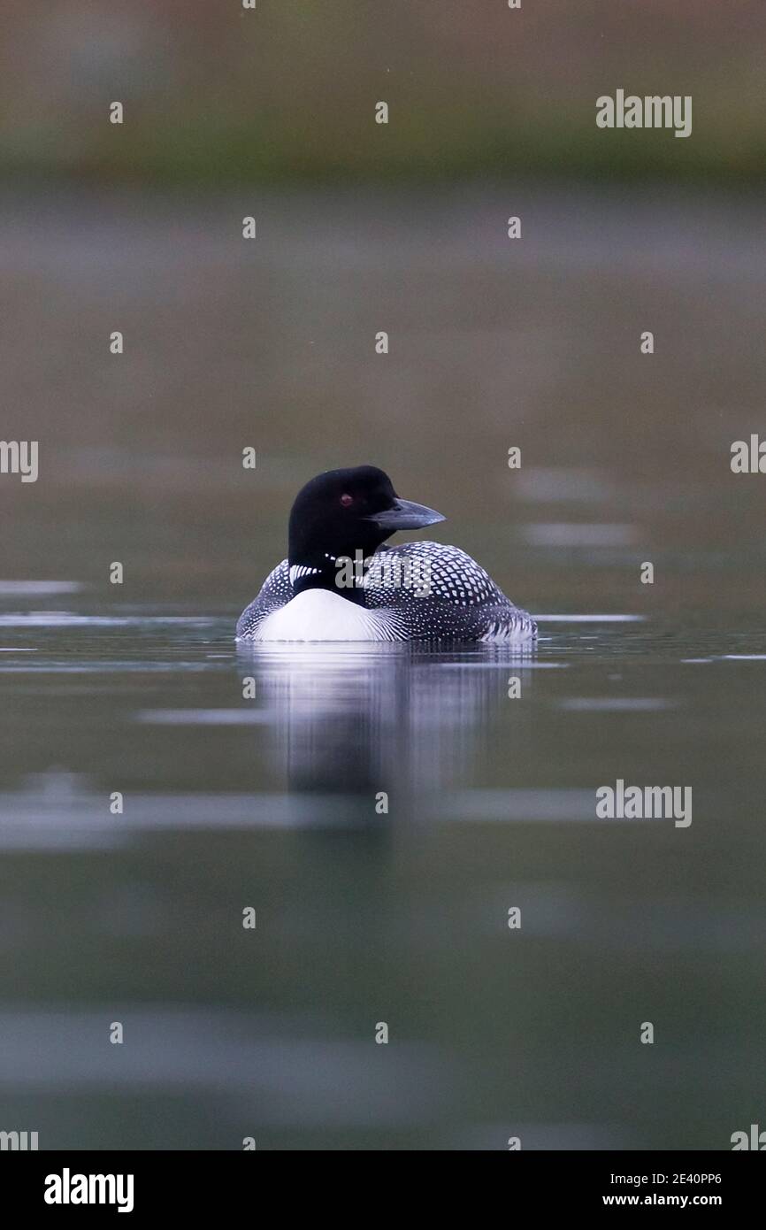 Great Northern Diver Summer High Resolution Stock Photography and ...