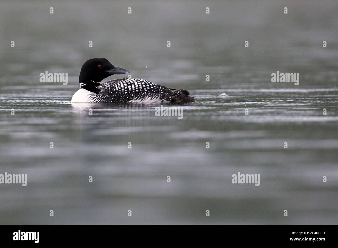 Great northern diver summer hi-res stock photography and images - Alamy