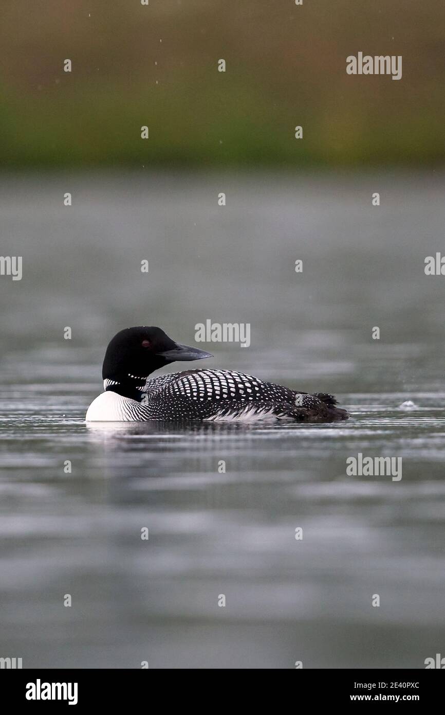 Great Northern Diver (Gavia imme Stock Photo - Alamy