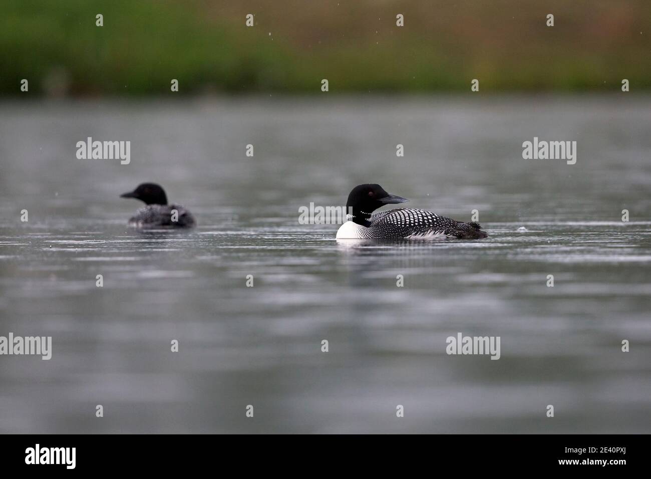 Great northern diver summer hi-res stock photography and images - Alamy