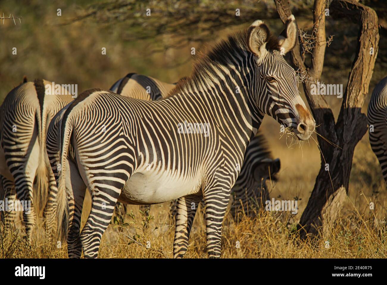 Gervey's zebras stand on the dry grasslands. The mane on the back is ...