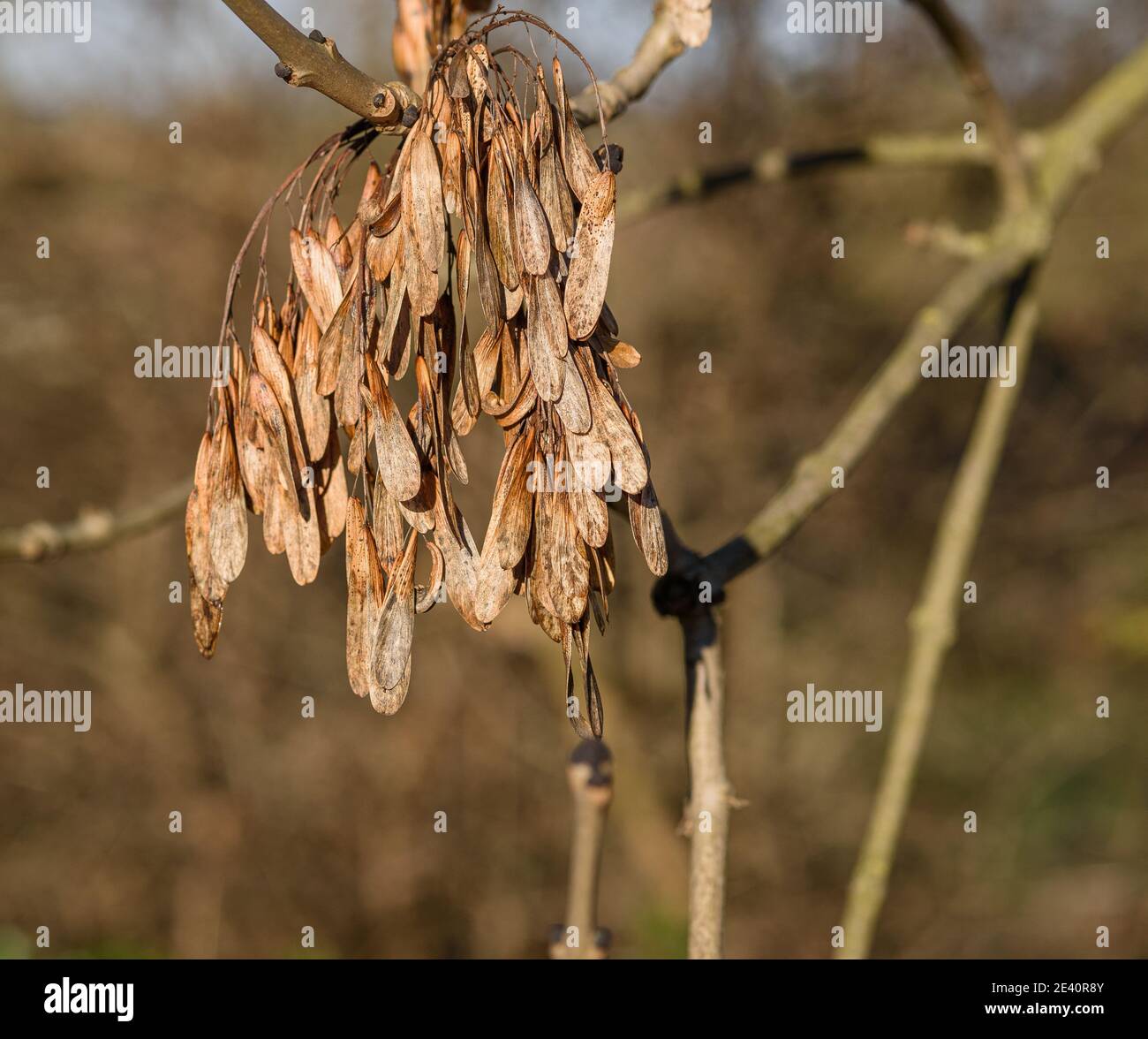 Ash keys hi-res stock photography and images - Alamy