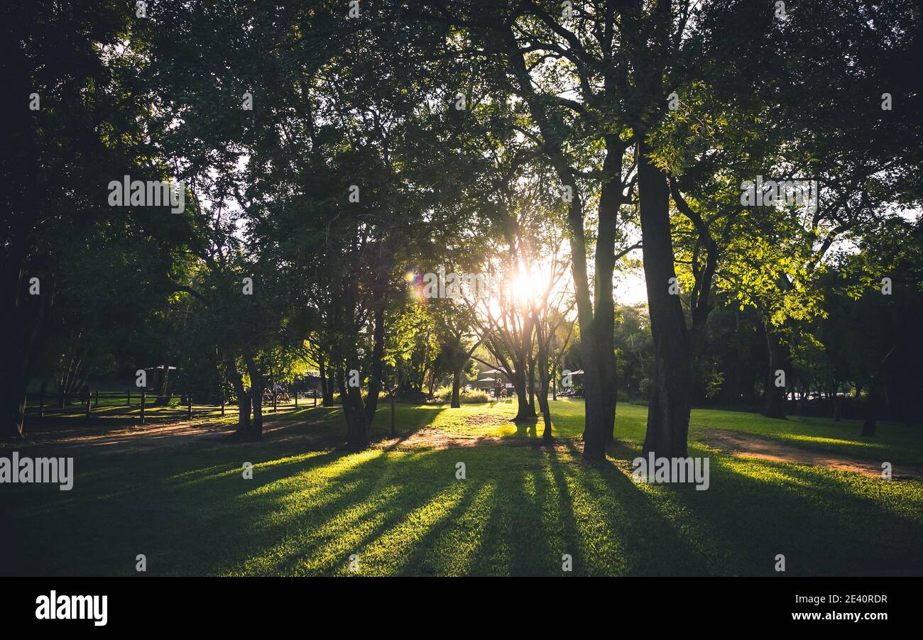 Sunlight shining though trees on to grass. Silhouetted trees Stock ...