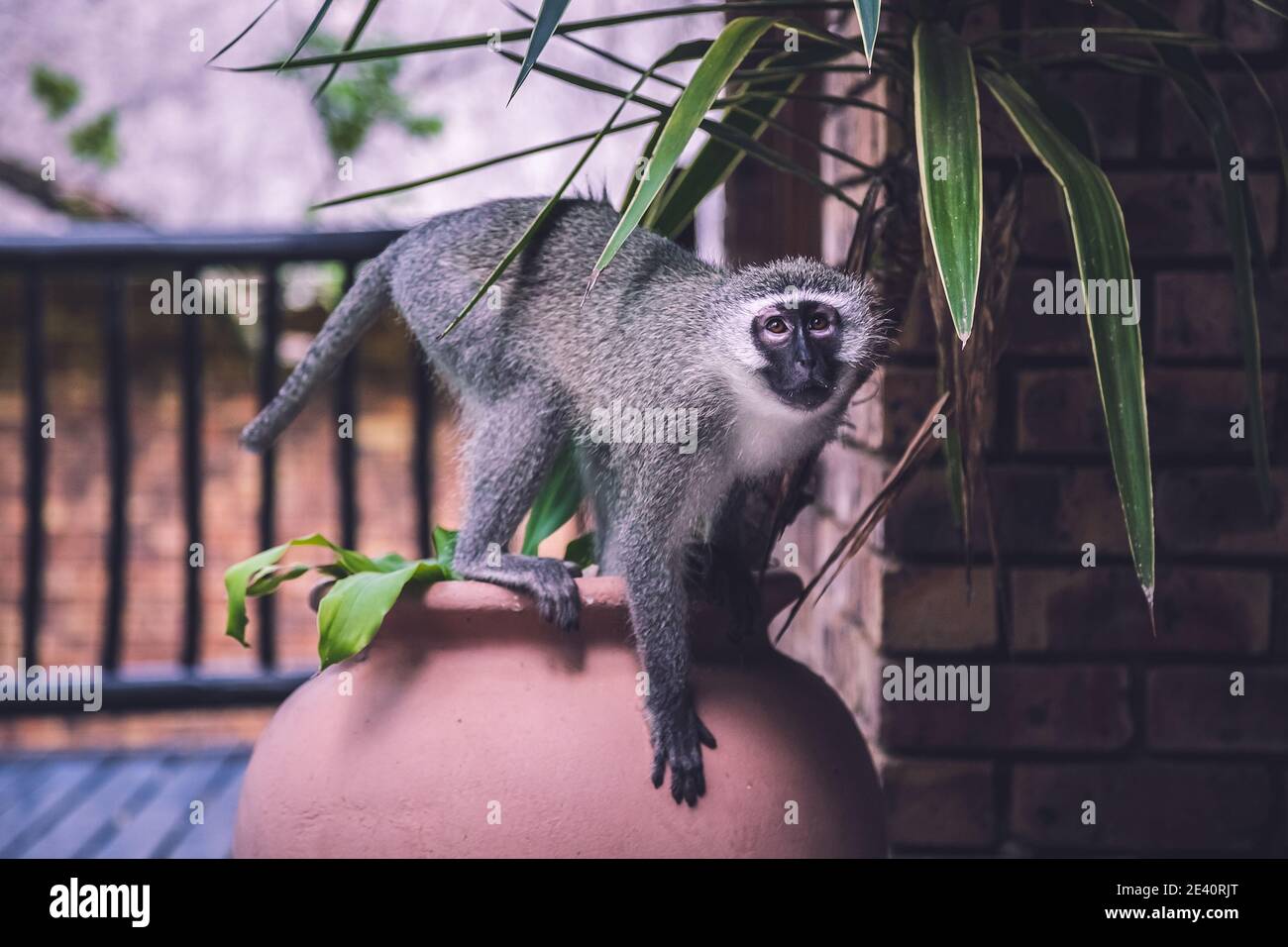 Vervet Monkey jumping off plant pot Stock Photo - Alamy
