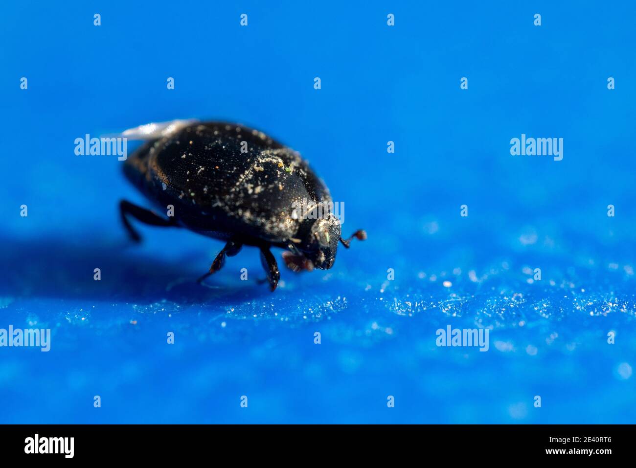 Hister beetle hister quadrimaculatus hi-res stock photography and ...