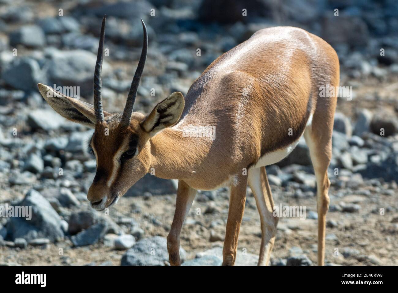 A close up of an Arabian Sand Gazelle (Gazella marica) in the rocks of ...