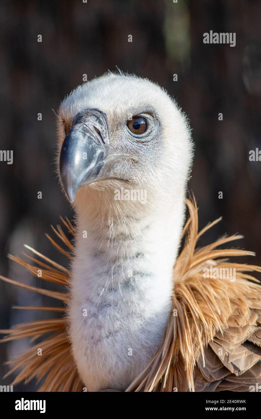 Lappet Faced Vulture Close Up