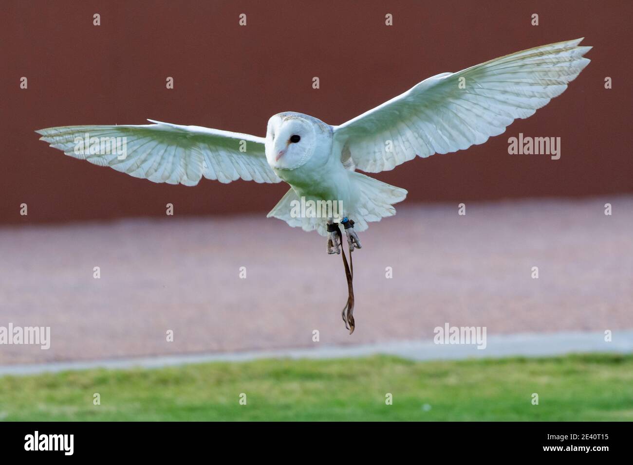 White Barn Owl Flying