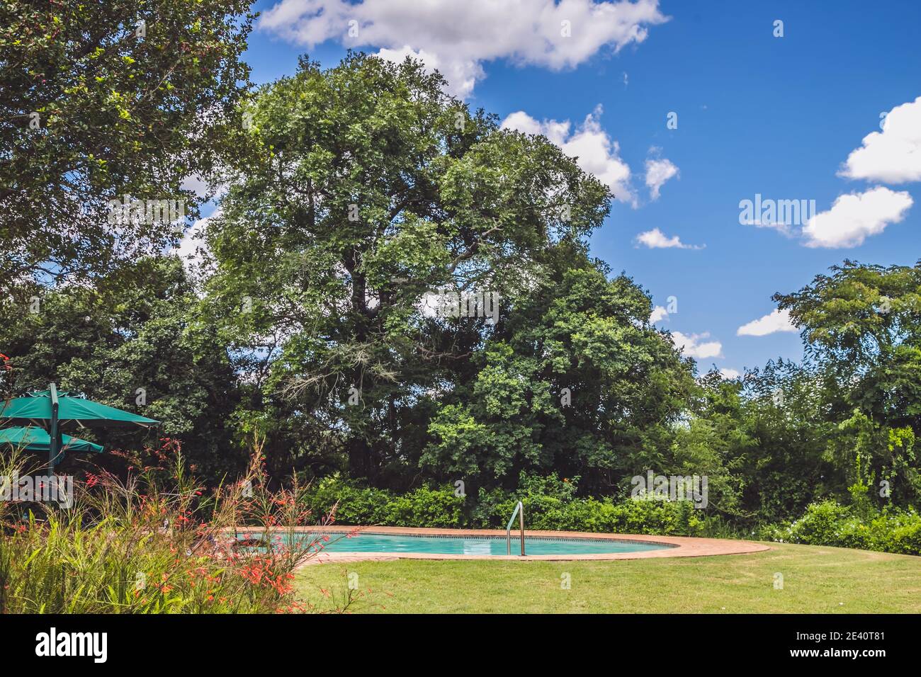 Swimming Pool surrounded by large trees in bright daylight Stock Photo ...