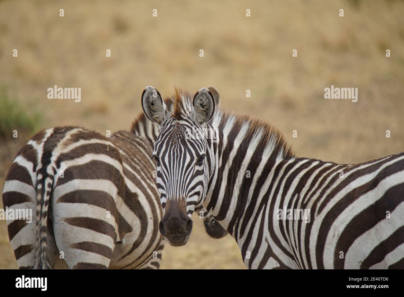 Two Animals That Migrate