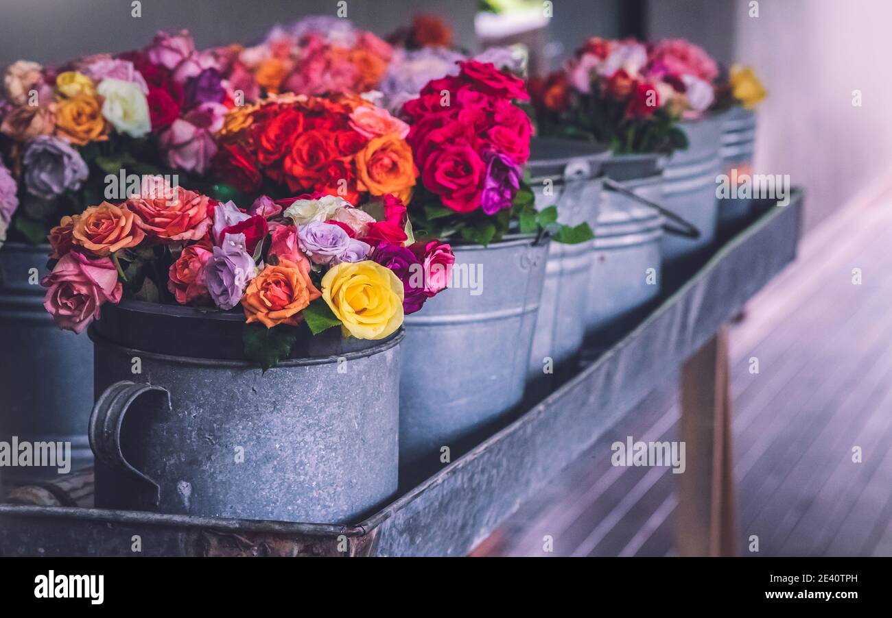 Rose bunches displayed in old tin buckets. Colourful rose bunches Stock ...