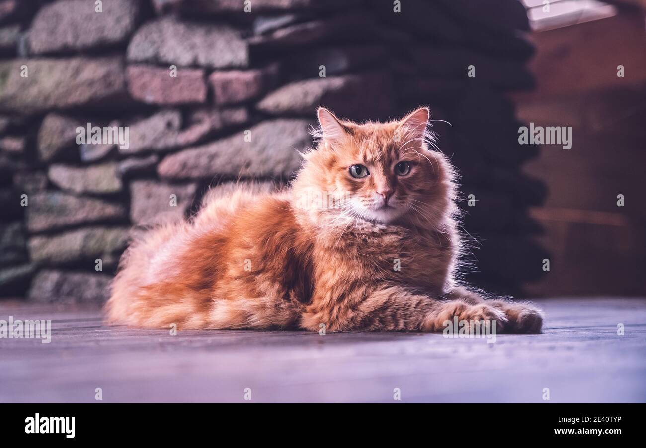 Ginger cat laying on the floor. Cat lying on wooden floor Stock Photo ...