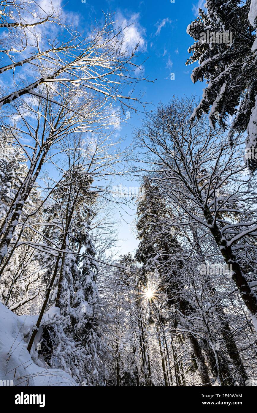 Vertical shot of snowy trees in the Black Forest mountains of Germany ...