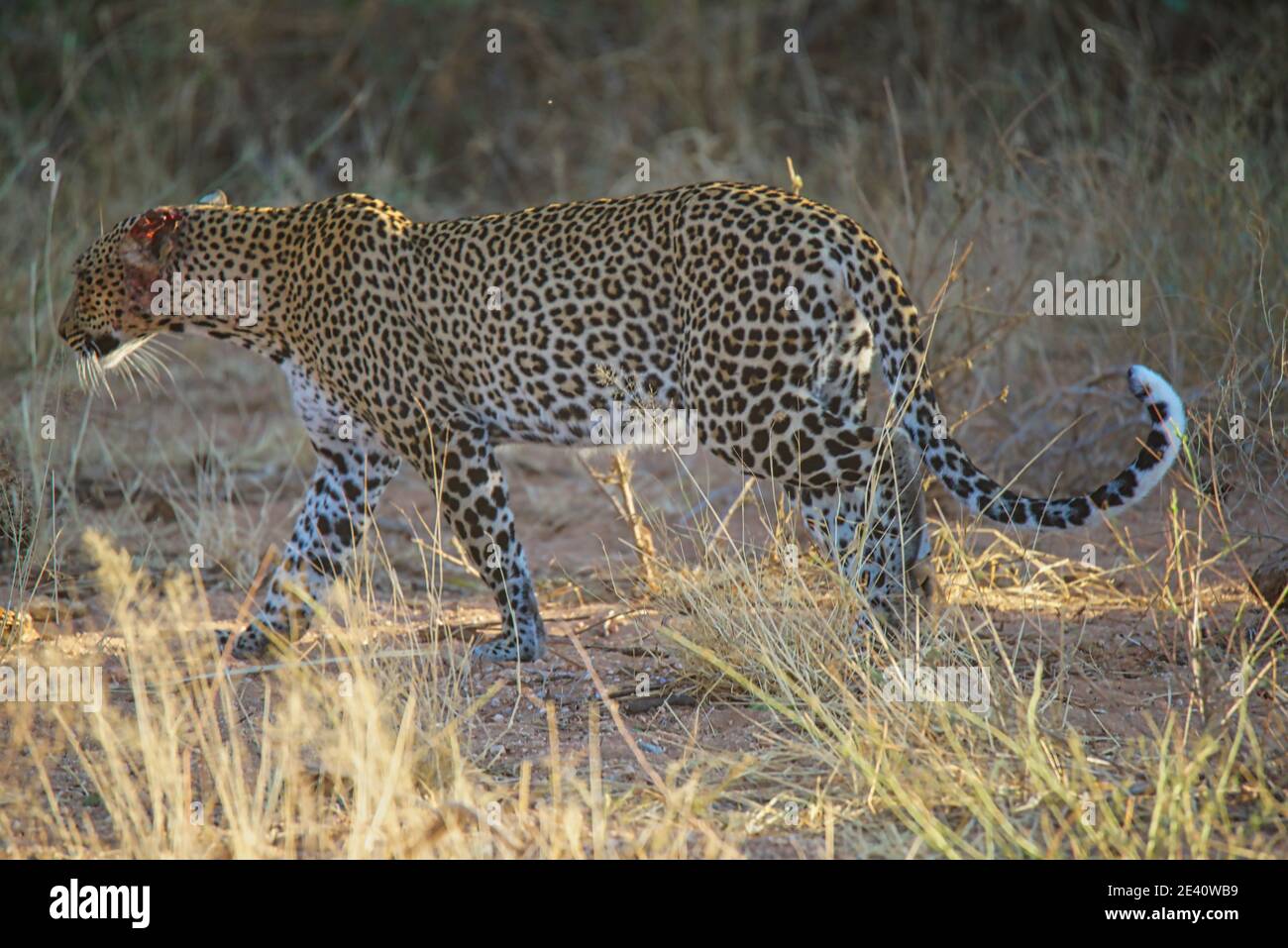 Bleeding tail hi-res stock photography and images - Alamy