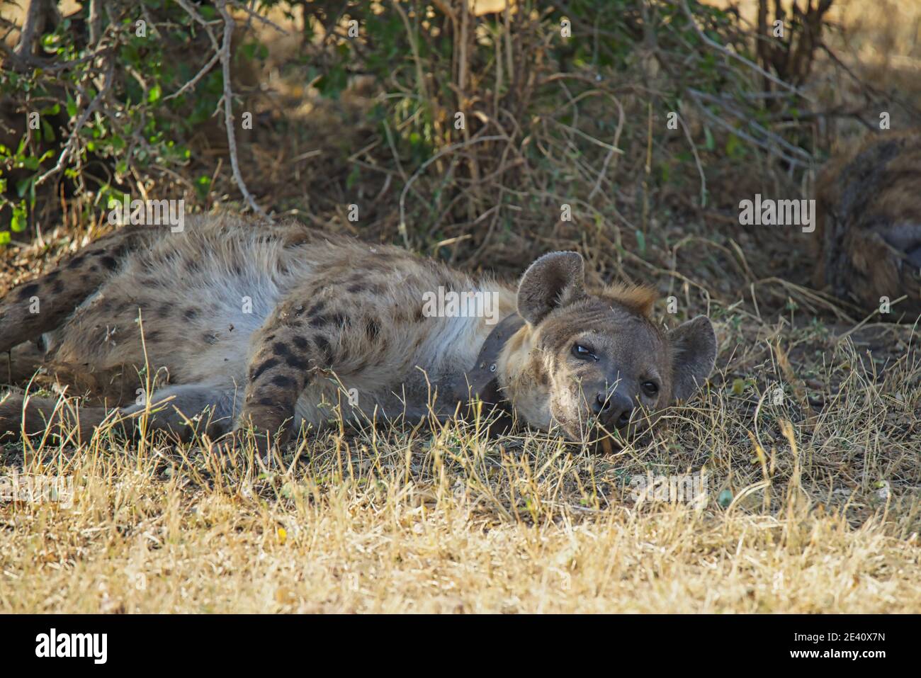 Hyena eyes hi-res stock photography and images - Alamy